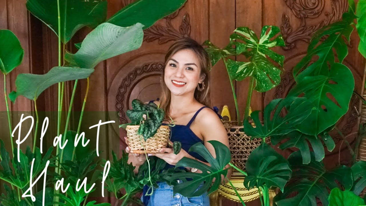 Plant Haul: 14 MUST-HAVE PLANTS 🌱 + Plant Care Tips! (Low to Medium ...