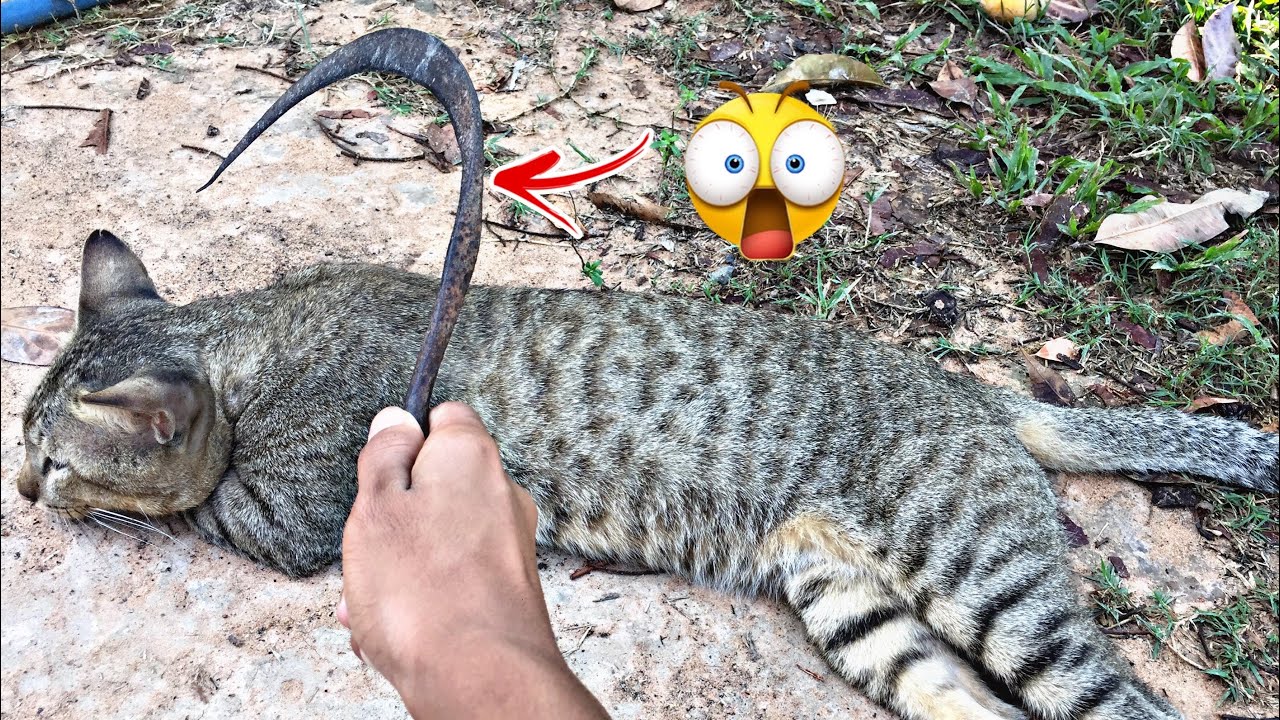 What a pity for the cat it cat poor cat very cute and smart - YouTube