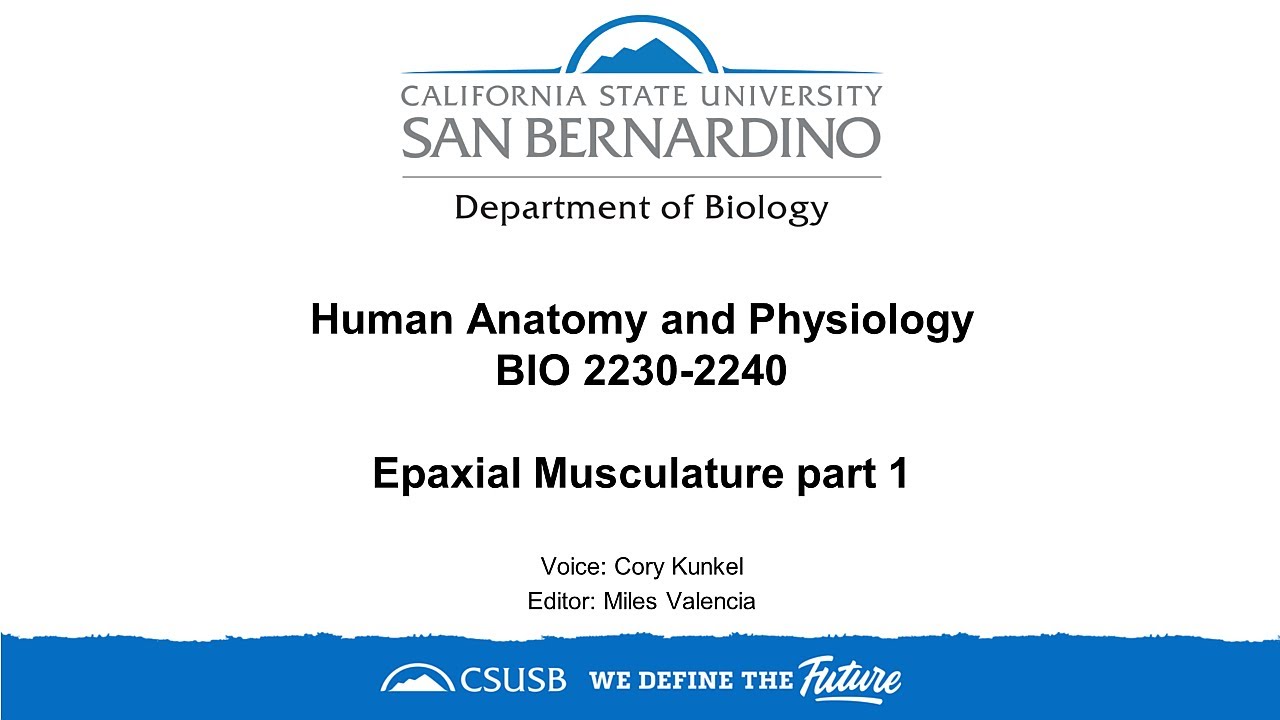 BIO2240 Epaxial Muscles Pt1 - YouTube