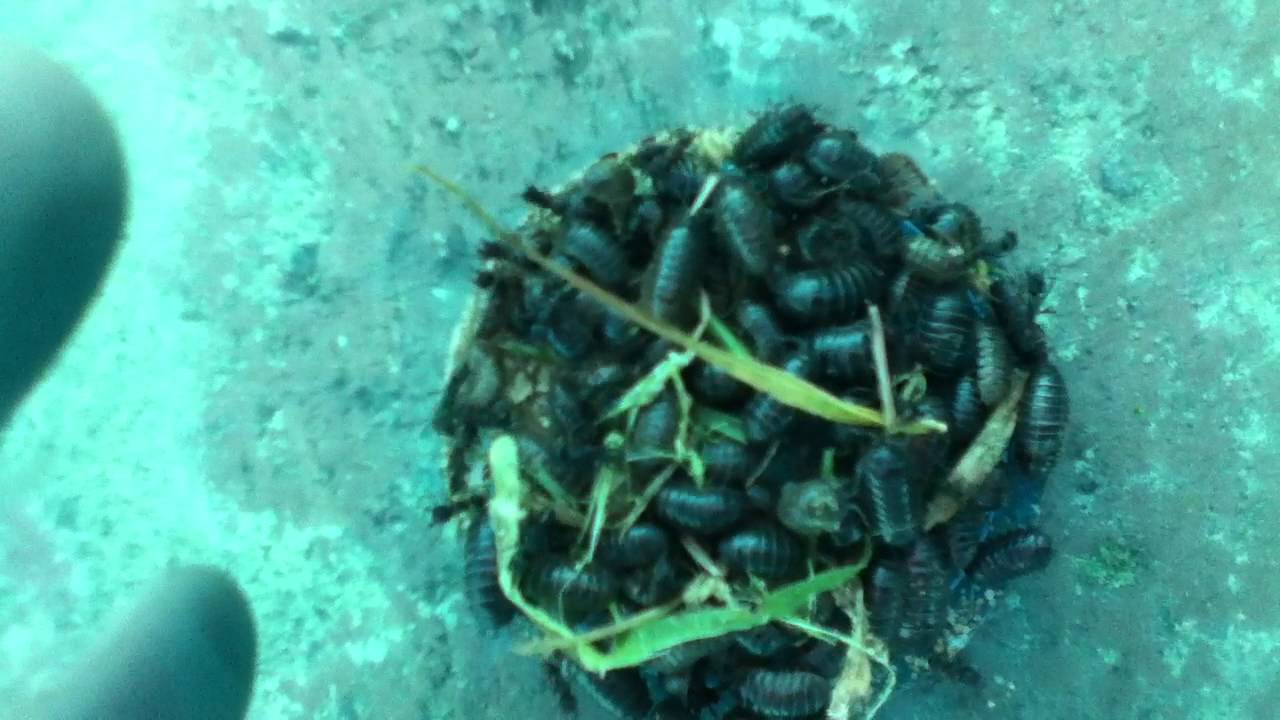 hunger games bug vesion - YouTube