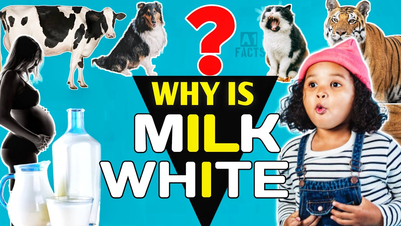 Did You Know Why is Milk White In Colour | Shocking Facts About Milk ...