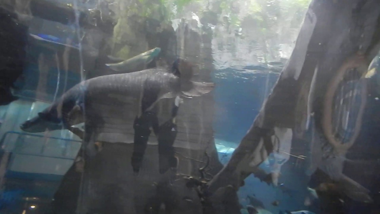 Aquarium at Osher Rainforest Enclosure, California Academy of Sciences ...
