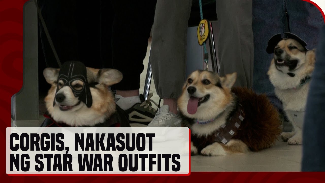 Corgis parade in Star Wars outfits as Moscow exhibition marks ...