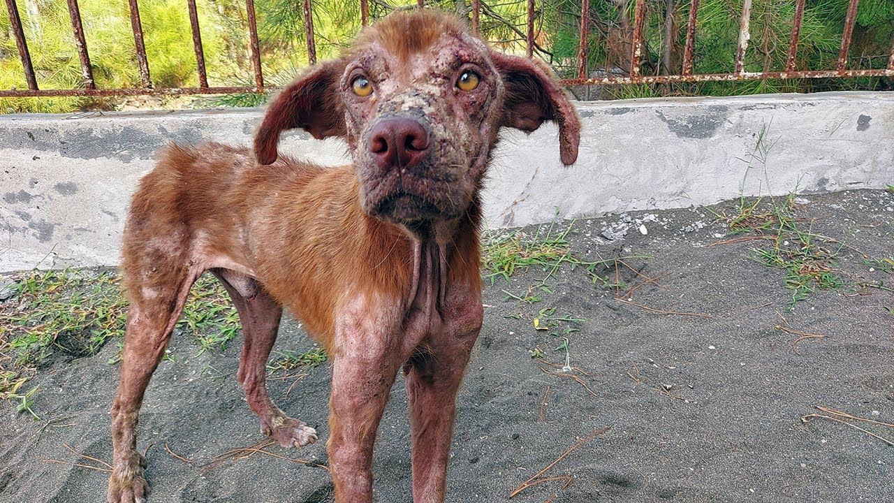 Feeding Hungry and Sick Homeless Dog - Dog rescue Animalz TV - YouTube