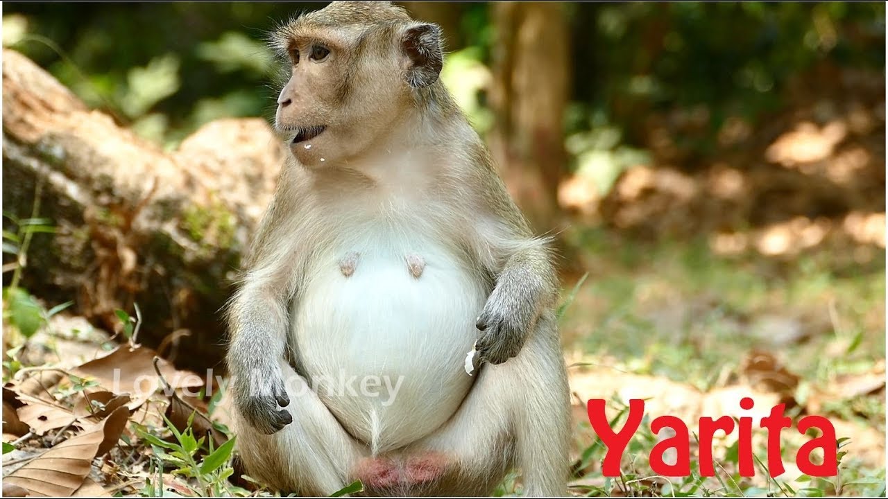 Learn More Together From Me With Young Mom Yarita. Yarita Is Queen Yari ...