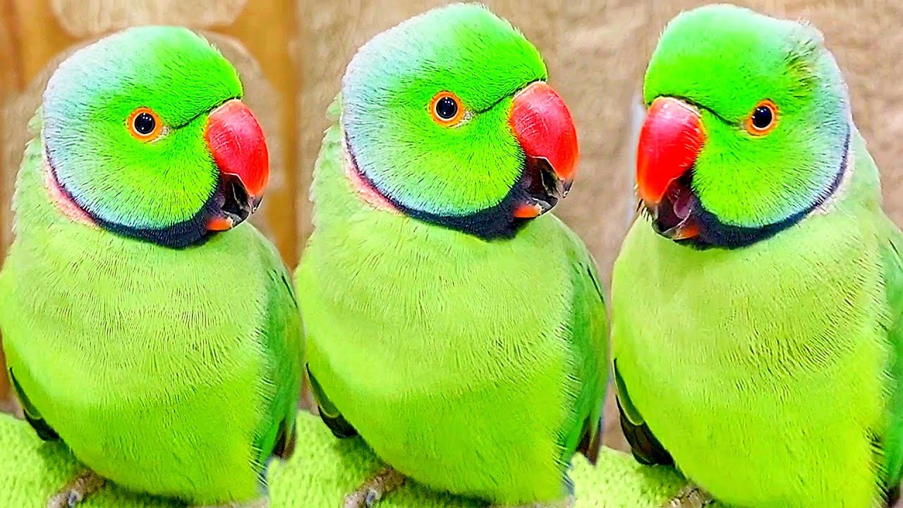 Tame🌶Indian Parrot🎉Nature Sounds🌸 Motu Bird ️🍃 - YouTube