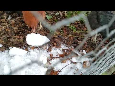 Chickens Eating Snow & Ice - YouTube