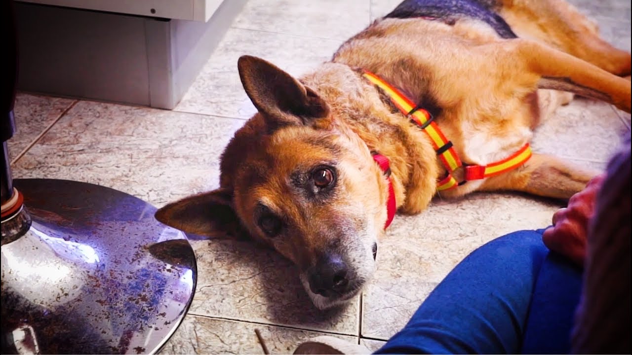 OLD RESCUED DOG FINDS COMFORT IN THE ARMS OF ANGELS - YouTube
