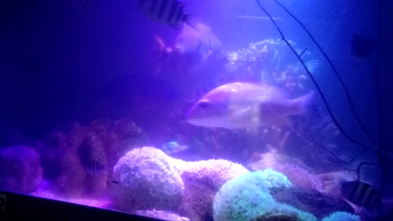 Ikan Pogot Cantik - YouTube