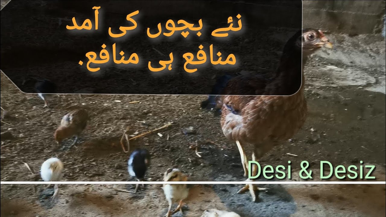 The arrival of new Chicks#foryoupage #foryou #fyp#aseellovers # ...