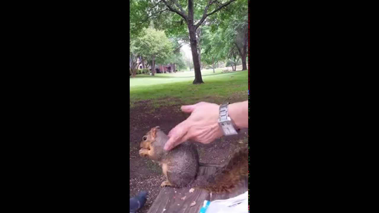 Squirrel massage - YouTube