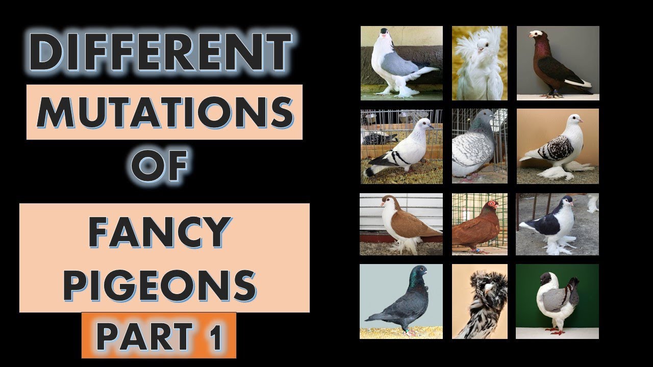 Different Colors and Mutations of Fancy Pigeons l Part 1 l Types of ...