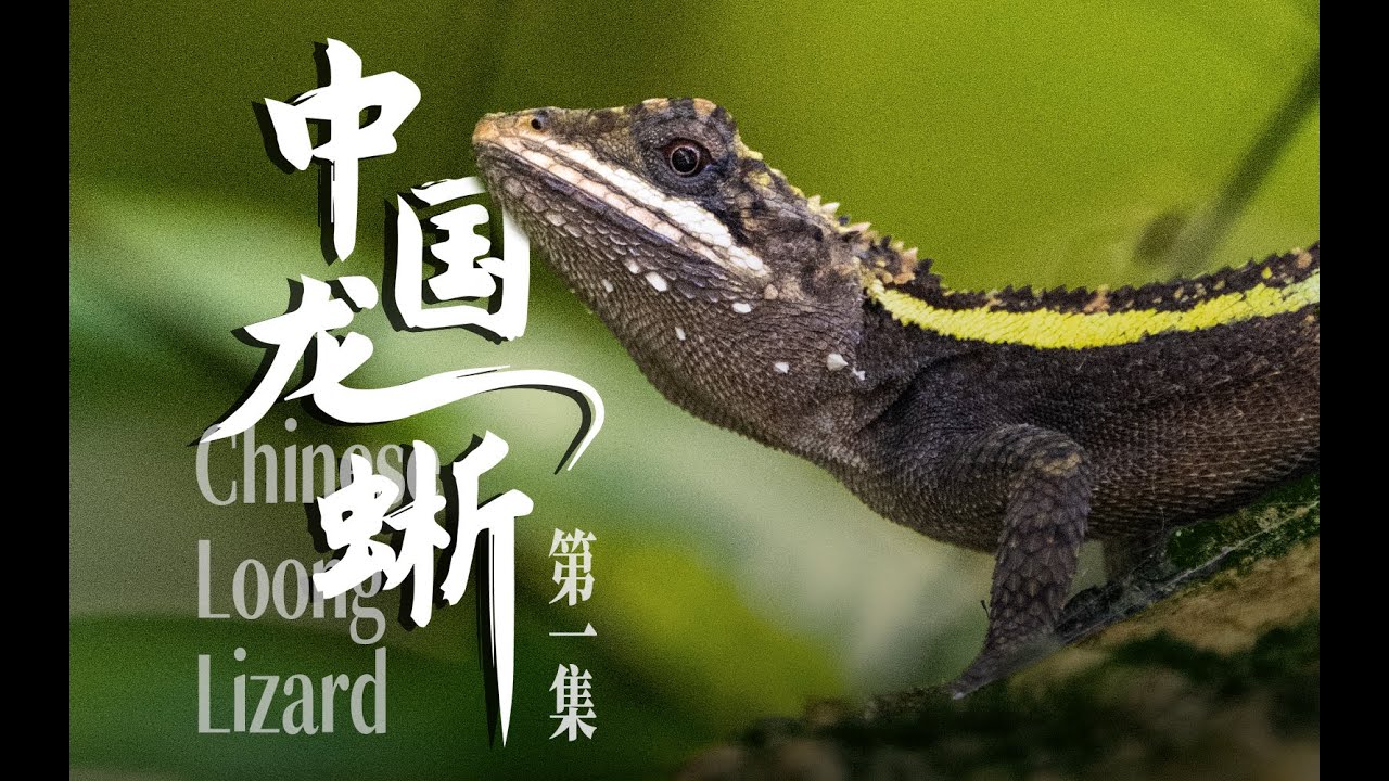 【Chinese Loong Lizard】The World's First Diploderma Documentary Film ...
