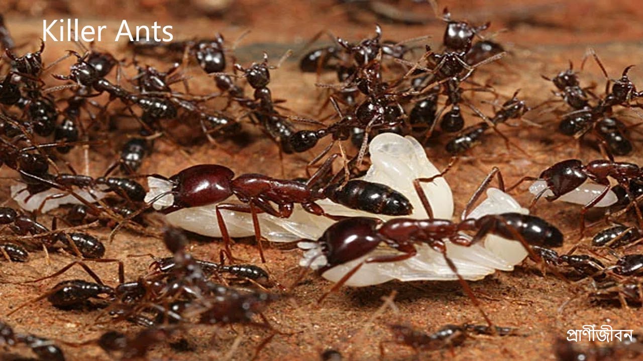 Killer Ants of Amazon Forest (Wildlife Documentary) - YouTube