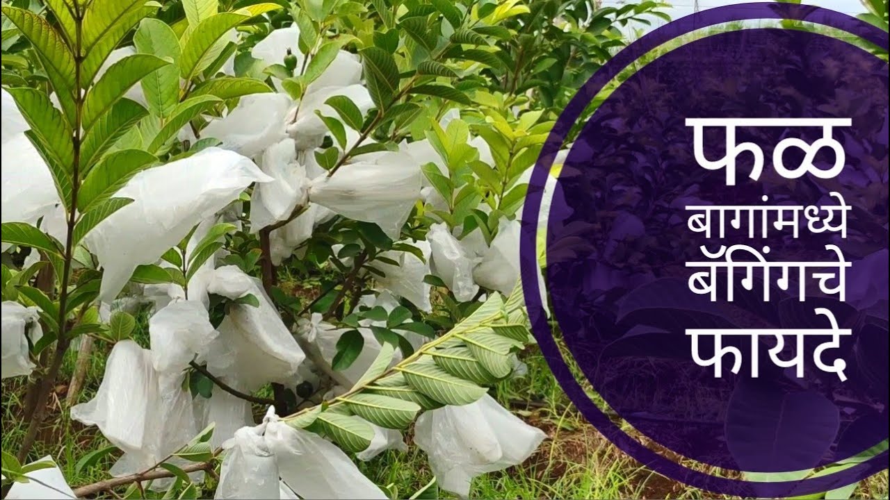 फळ बागांमध्ये बॅगिंगचे फायदे | Benefits of Bagging in Guava| Bagging of ...