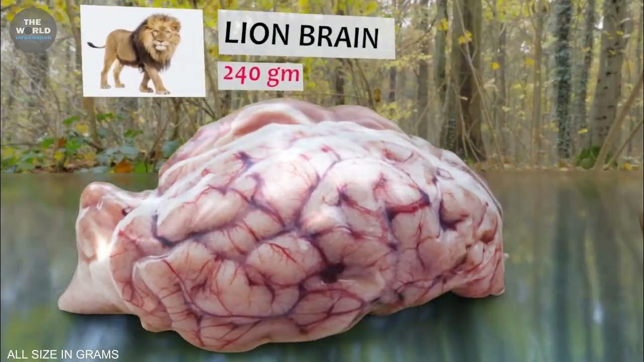 Biggest Brain in the World - Size Comparison | Comparison of Brain Size in the World | - YouTube
