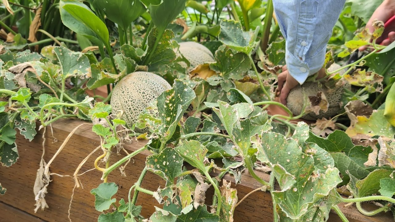 Harvesting Rockmelons, second attempt of growing them in Canberra ...