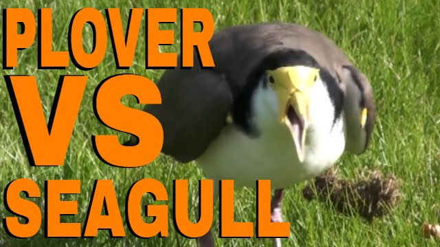 Plovers Vs Seagull. Epic Bird Fight! - YouTube