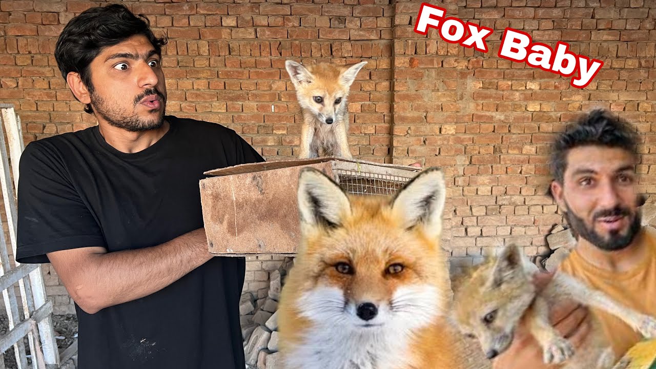 Samad Pets Vlog sy Fox Ly aye🥰 - YouTube
