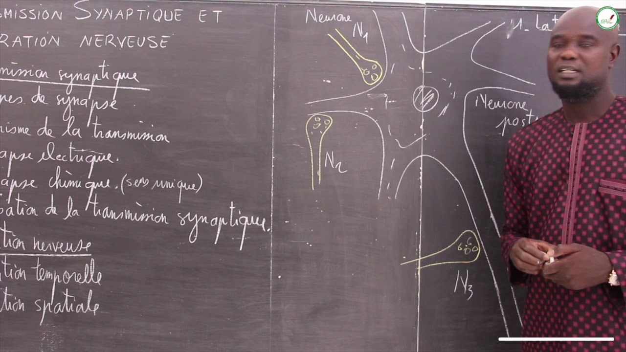 Cours - Terminale S - SVT: La transmission synaptique et l'intégration ...