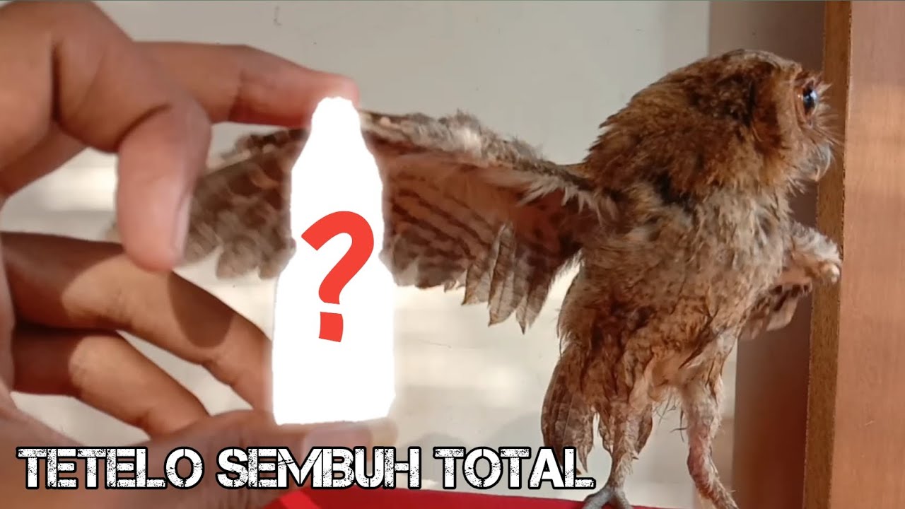 TIPS & TRIK CARA MERAWAT DAN MENYEMBUHKAN PENYAKIT TETELO PADA BURUNG HANTU CELEPUK 🦉 - YouTube