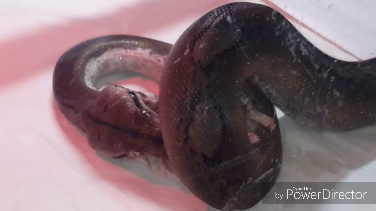Motley reticulated python feeding time!! - YouTube