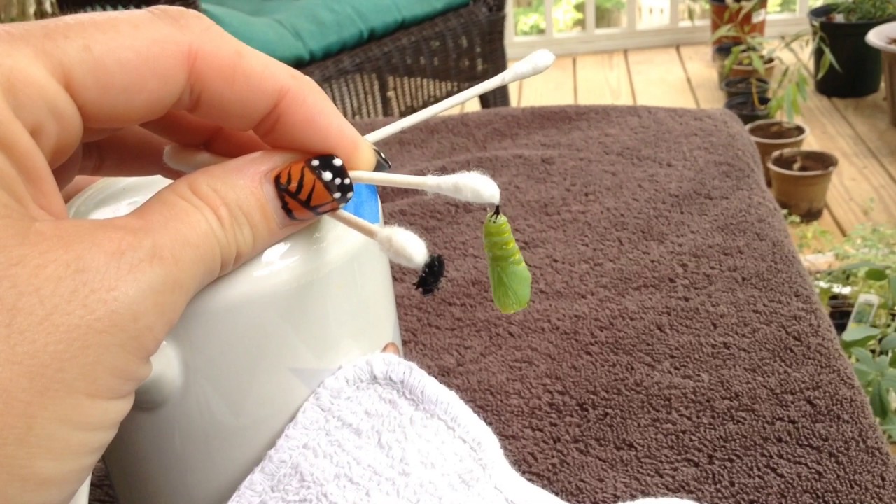 Using a Cotton Swab to Help a Pupating Monarch - YouTube