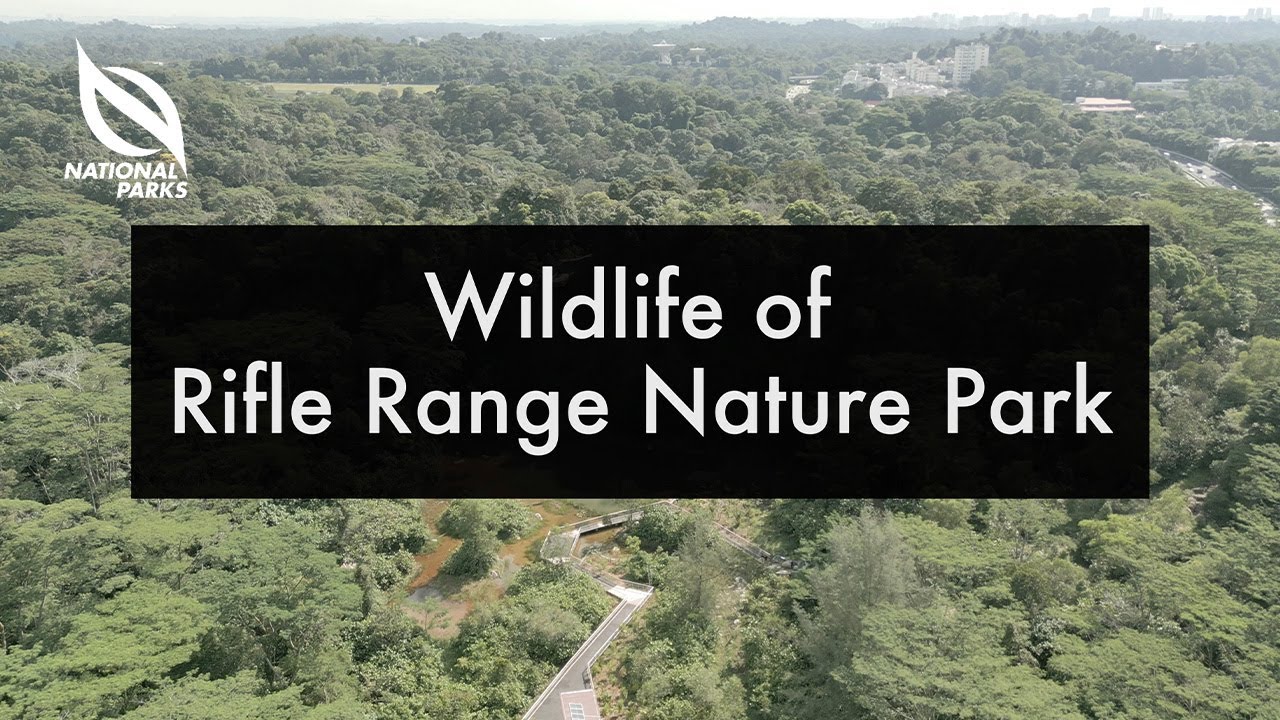 Wildlife of Rifle Range Nature Park - YouTube