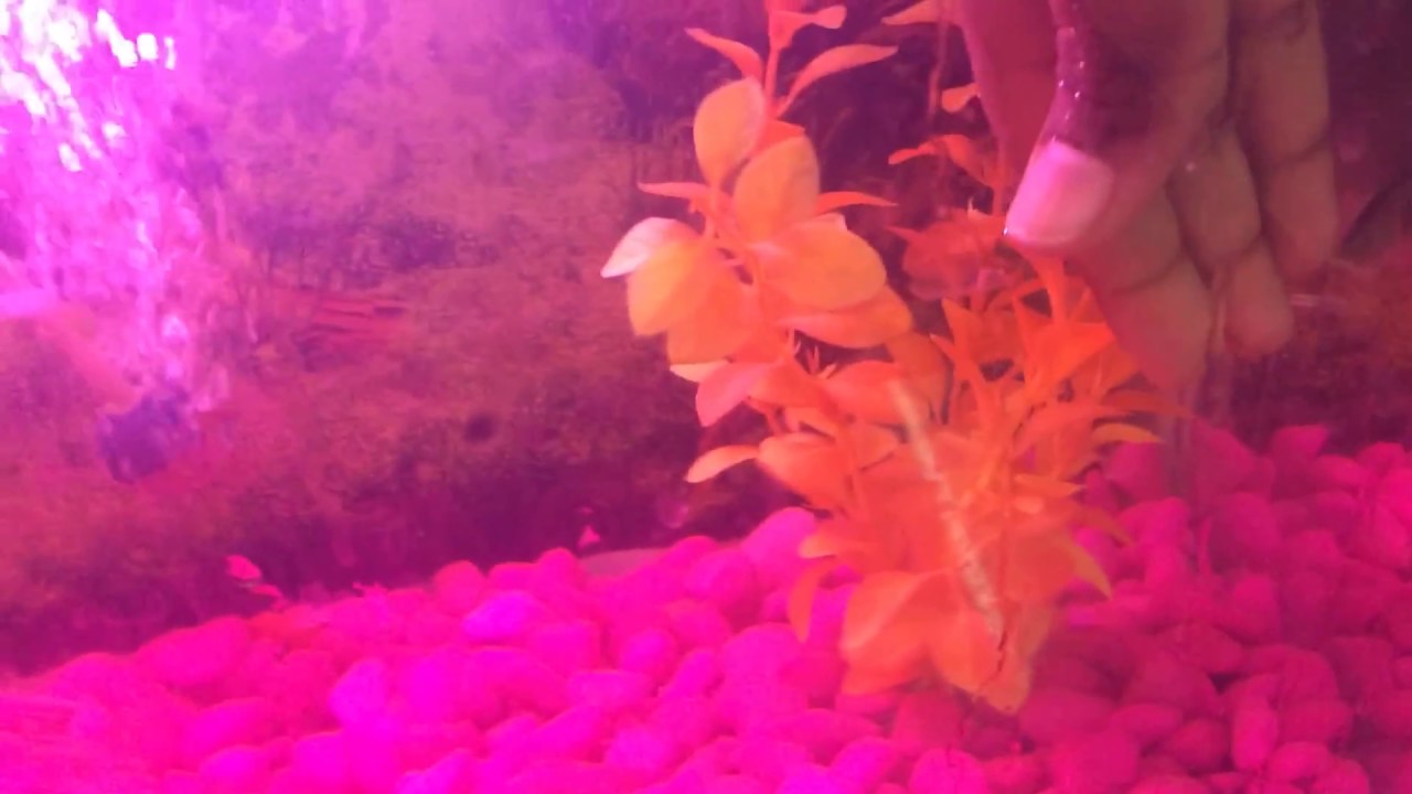 Baby Floran fish friendly with me - YouTube