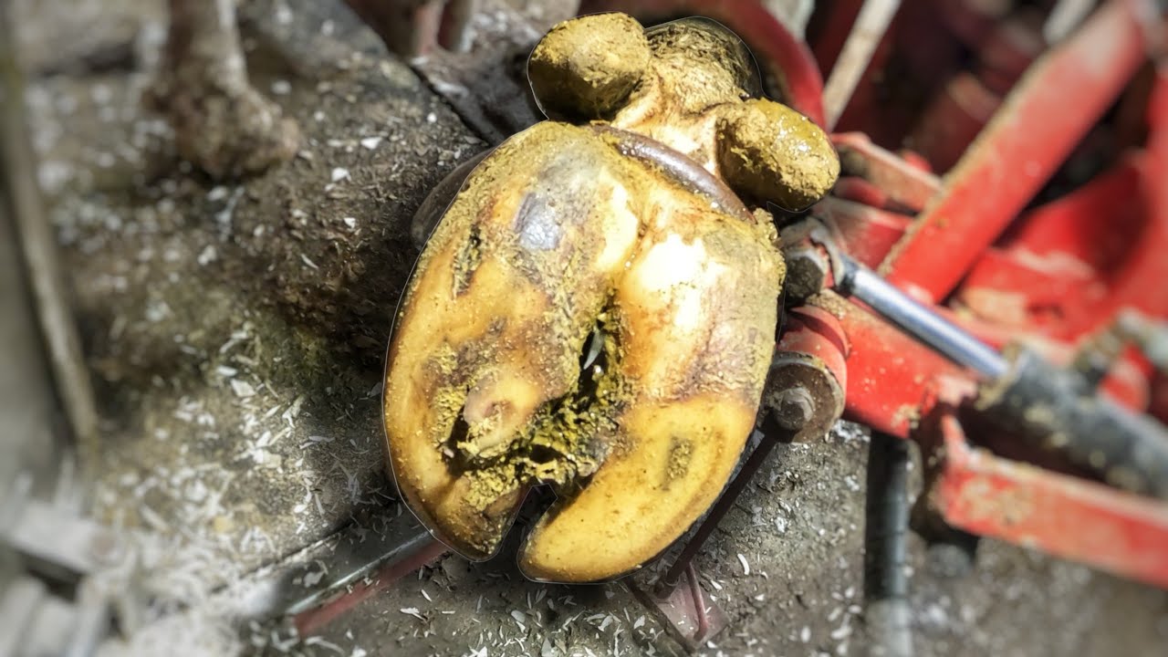WATCH ME TRIM THIS COWS FOOT Hoof Restoration // Transformation ...