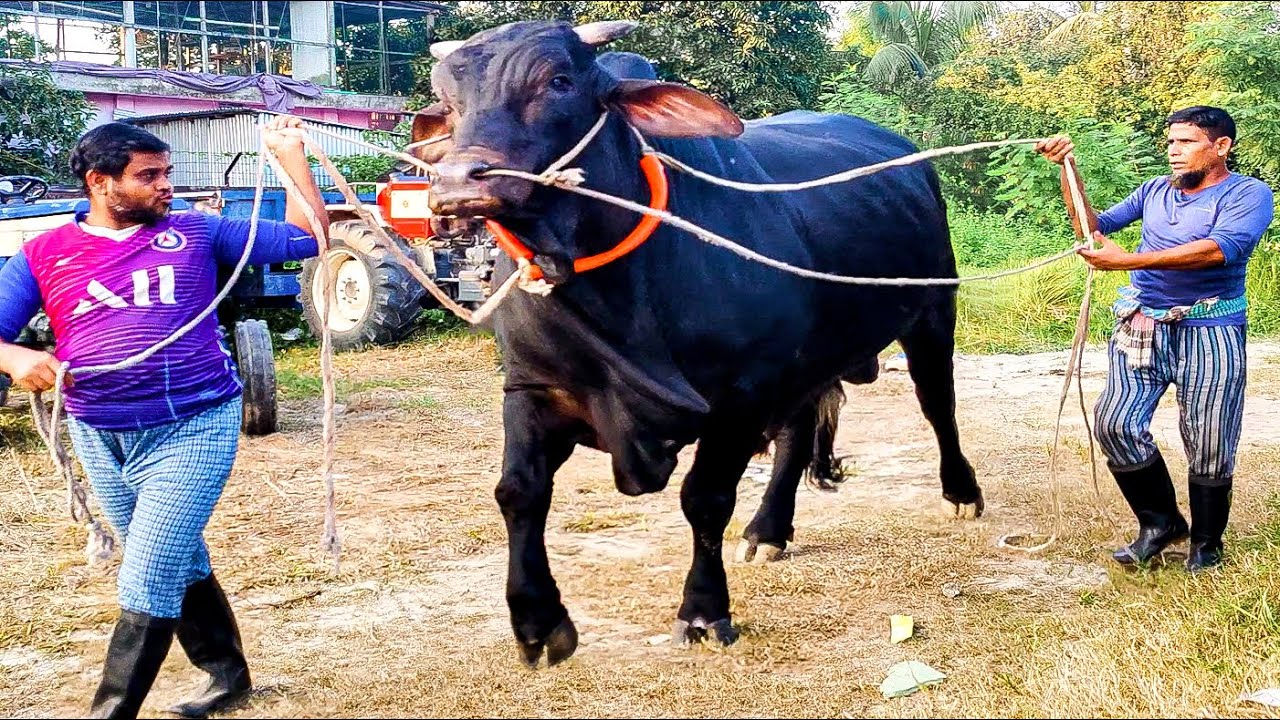 1 Ton Brahman x Holstein Bull - YouTube