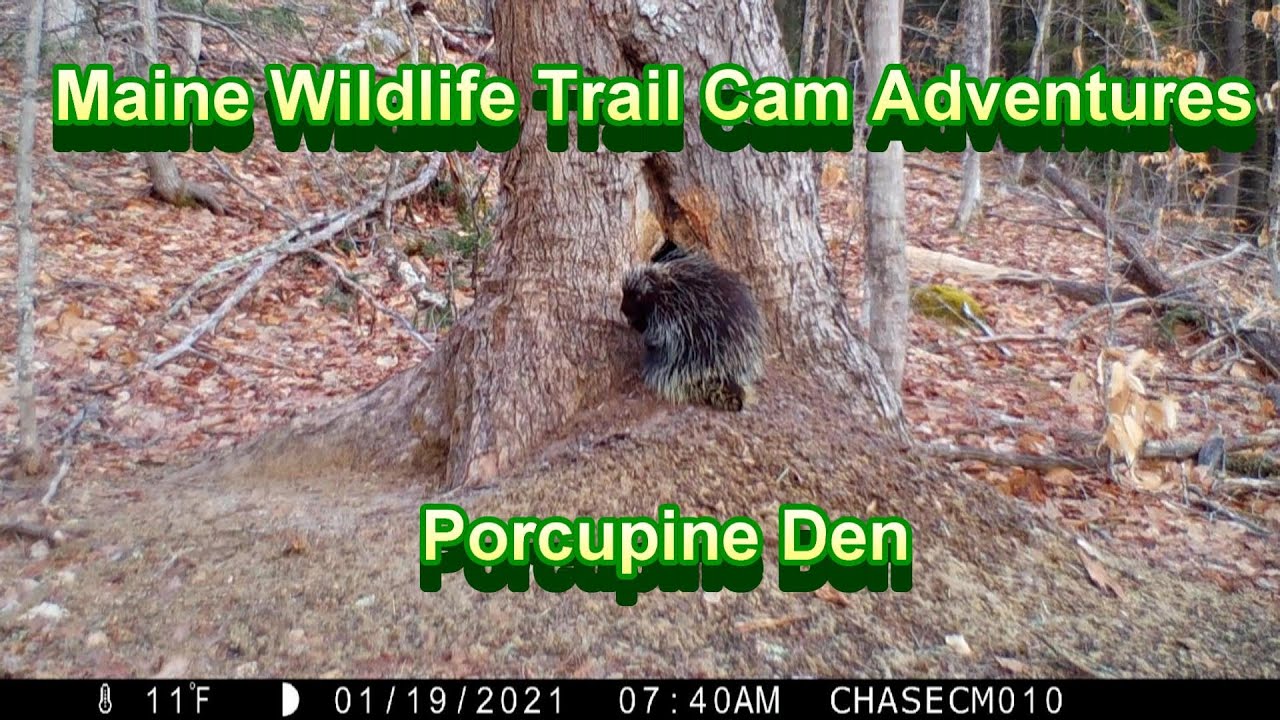 Maine Wildlife Trail Cam Adventures - Porcupine Den - YouTube