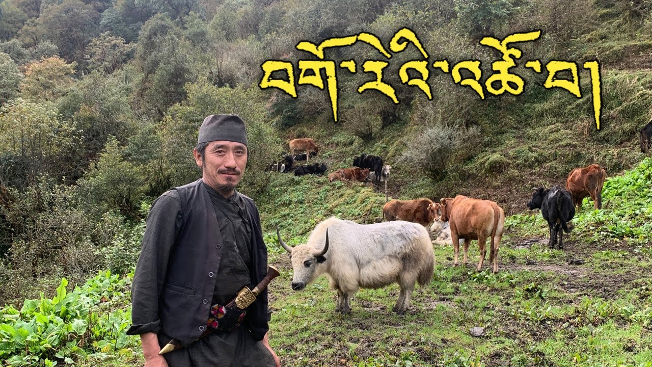 བགོ་རེའི་འཚོ་བ། Life of Nomad ll Yakman @Sengay76 - YouTube