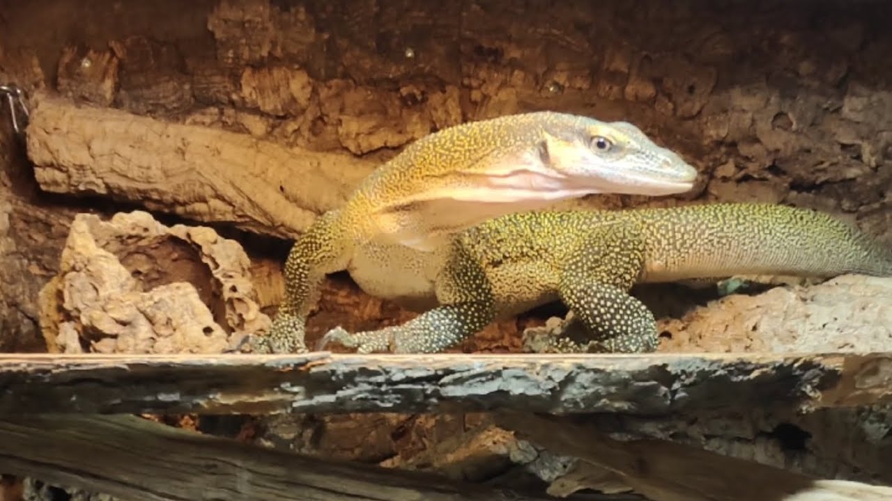 Feeding Hungry Monitor Lizard - Varanus jobiensis - YouTube