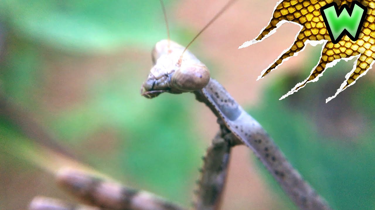 How to Find Native Praying Mantises in Your Backyard - YouTube
