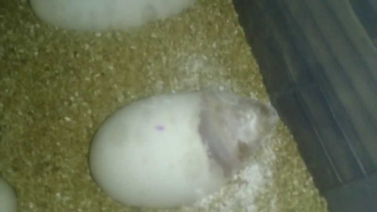 how to stop mold on ball python eggs - YouTube
