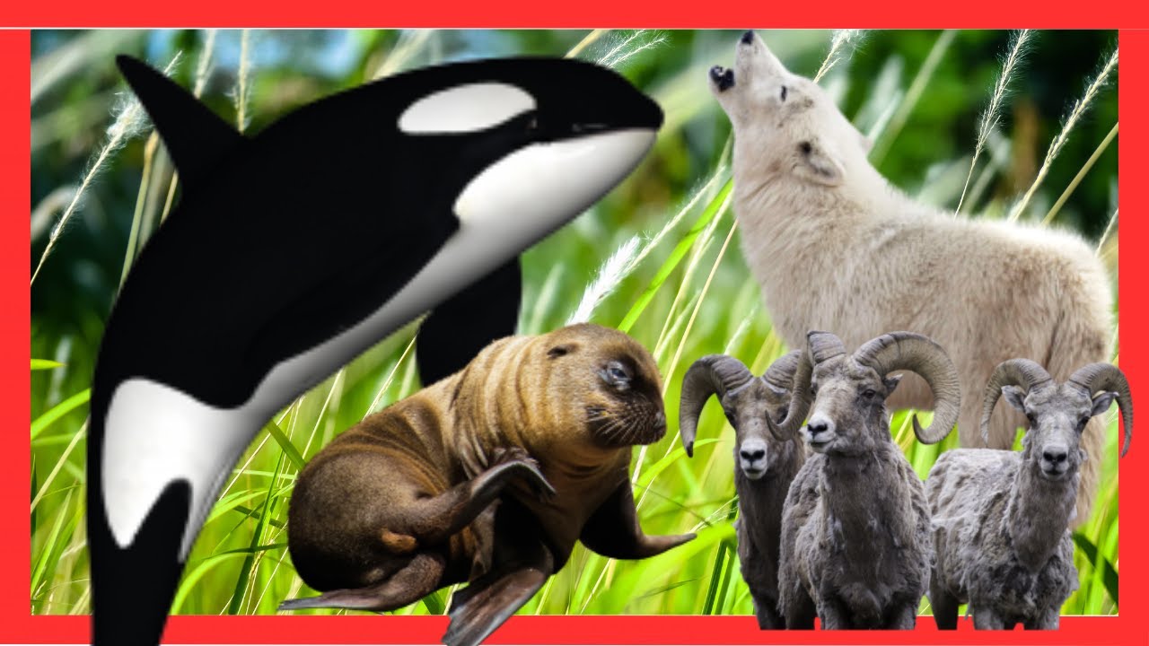 Amazing Sound of Snake and Another Animals Noises || Funny World of ...