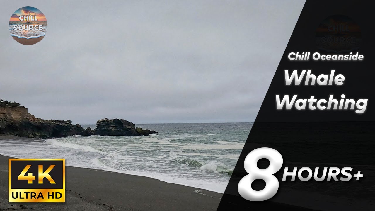 Chill Oceanside Whale Watching 8 hours - YouTube