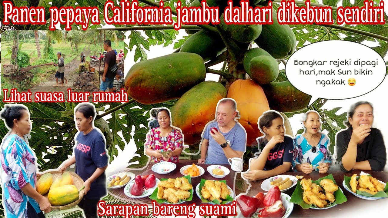 PANEN PEPAYA CALIFORNIA,JAMBU DALHARI ‼️Sarapan bareng suami ||goreng 3 ...