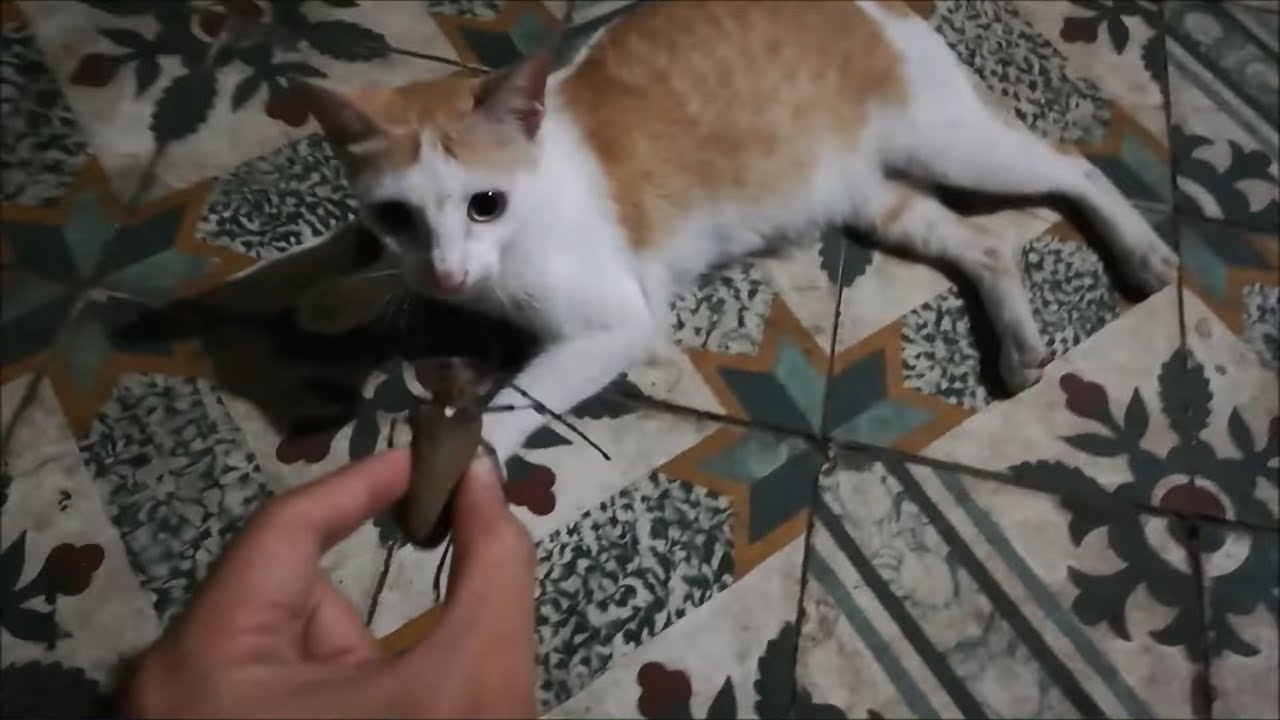 Surprised Cat Running When Seeing Strange Bug 1 | Viral Cat - YouTube