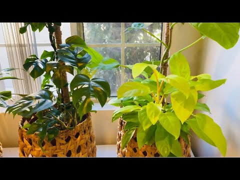 THE BEAUTY OF PHILODENDRON LEMON LIME AND MONSTERA DELICIOSA SPLITLEA ...