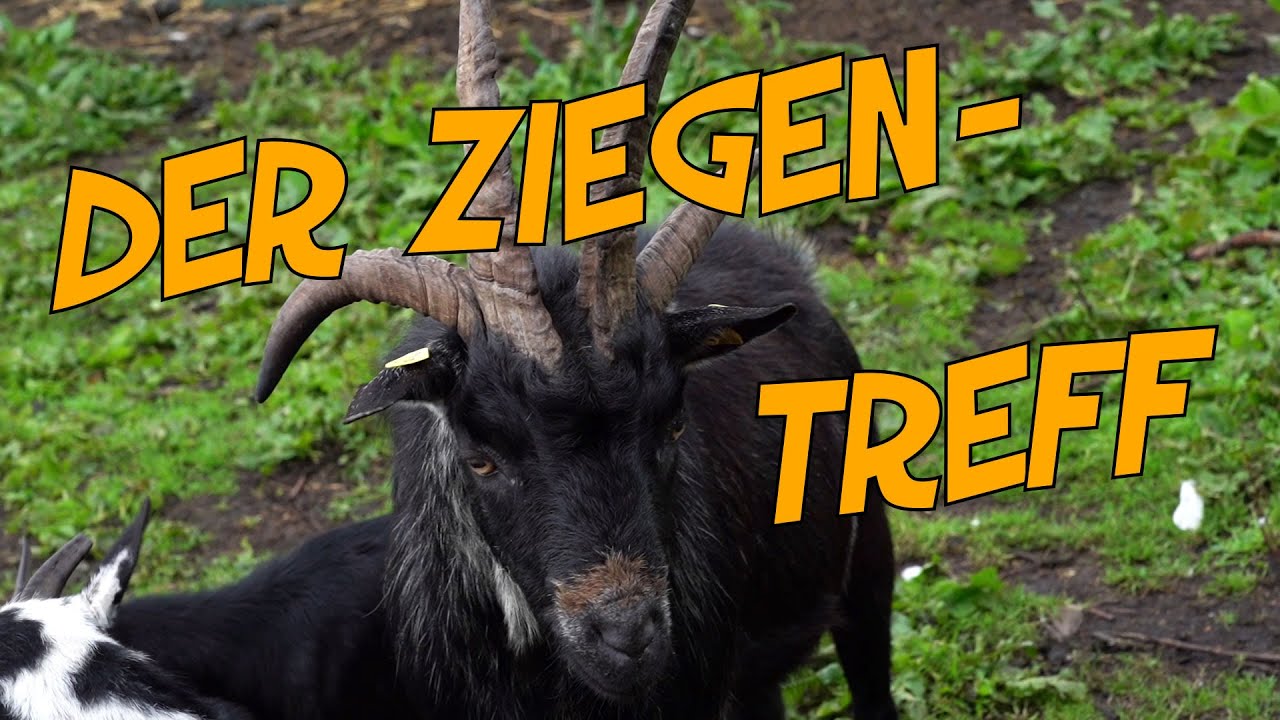 Die Vierhornziege und ihr Revier - YouTube