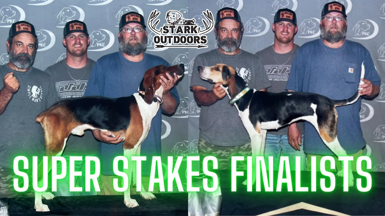 PKC Super Stakes | Night Run with Two Finalist Coonhounds - YouTube