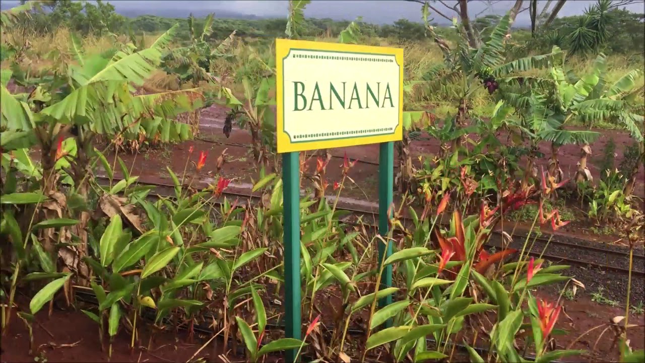 Dole Plantation Pineapple Express Train Ride, Wahiawa HI - YouTube