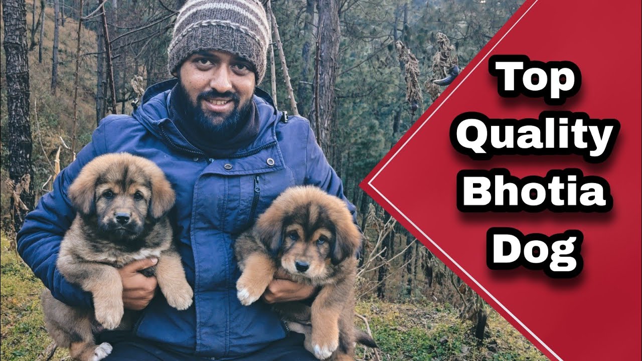 Pure Bhotia Dog Puppy For Sale Gaddi puppy Himalayan sheepdog @uttarakhand_wale - YouTube