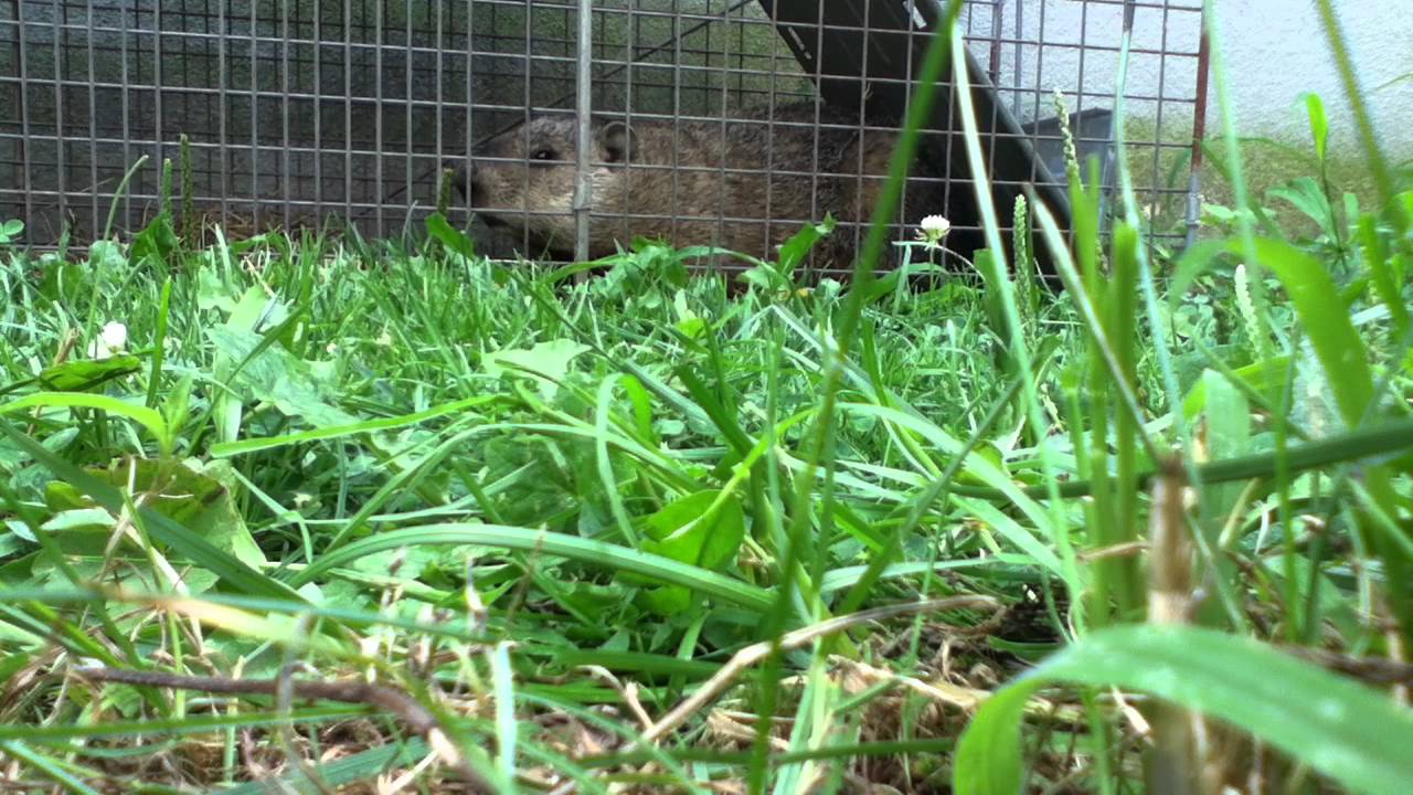 Groundhog Hidden Cam - YouTube