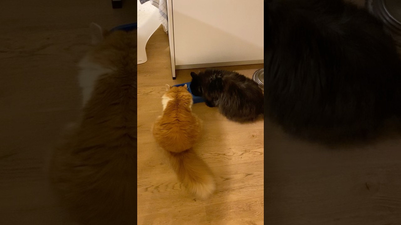 Cat takes a break from eating food - YouTube