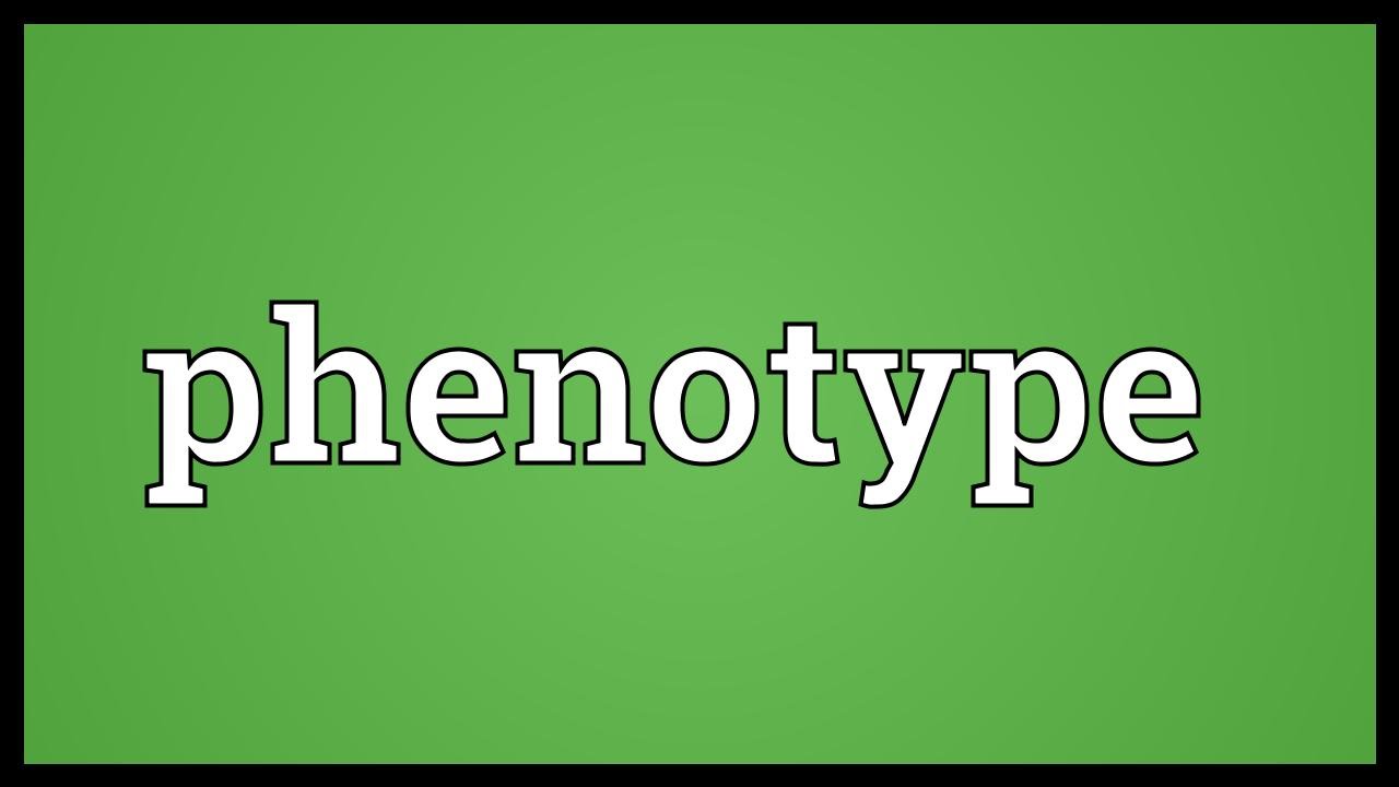 Phenotype Meaning Youtube
