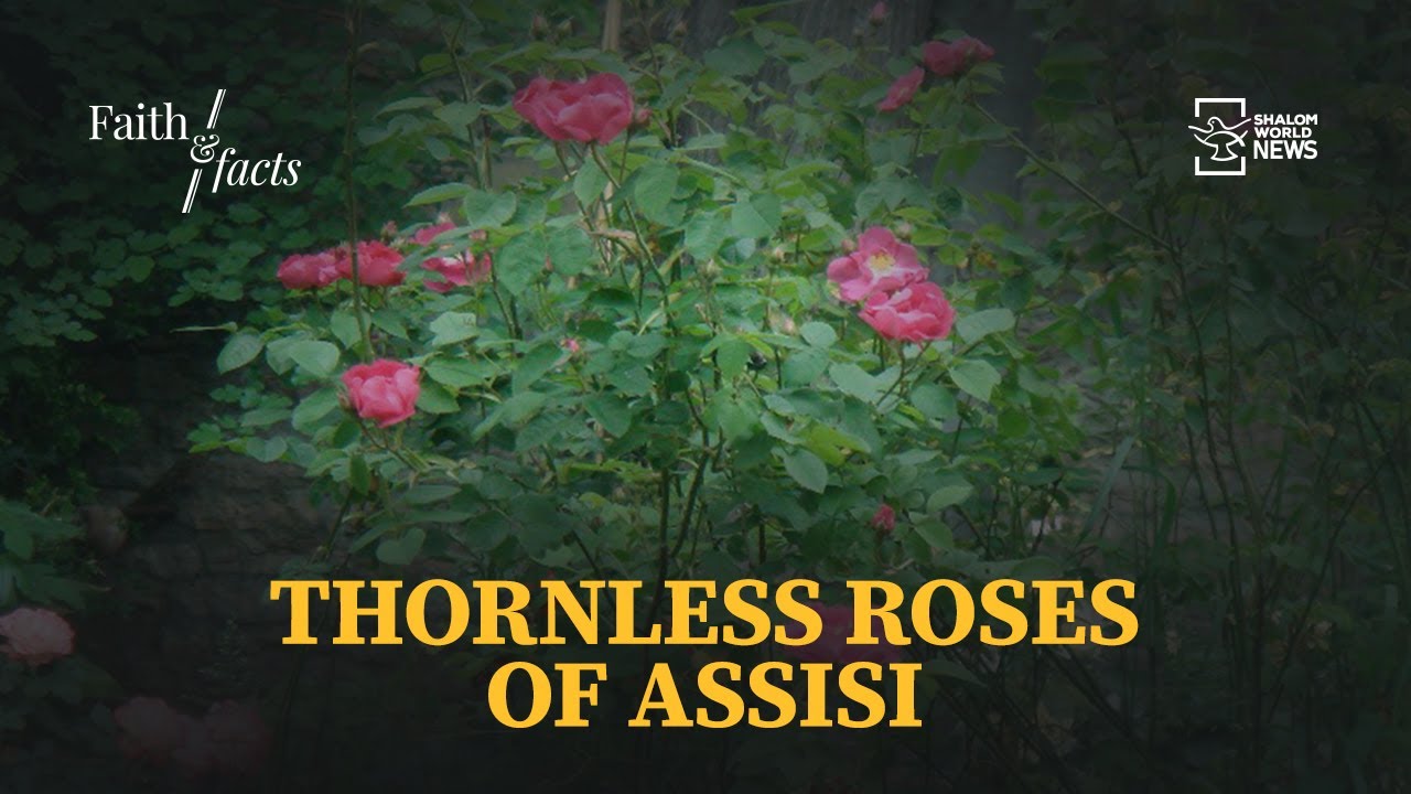 Thornless Roses of Assisi || Faith & Facts - YouTube