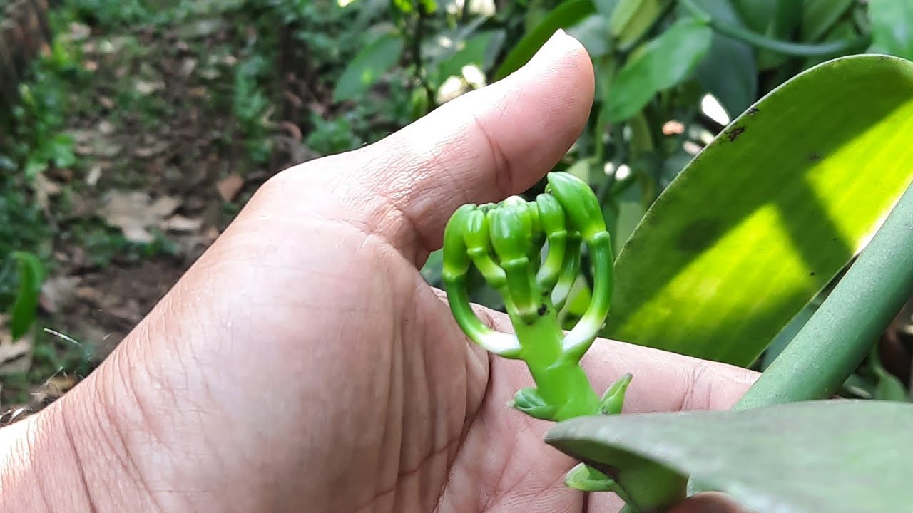 Pohon Vanili Berbuah Mulai Umur 1,5 thn - part 2 (final) - YouTube